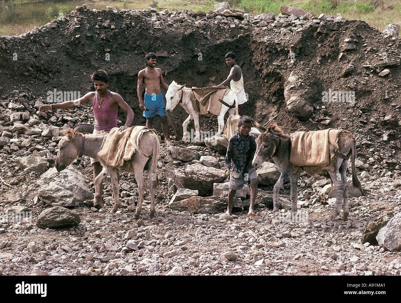 NMJ99781 Donkeys Poona Pune Maharashtra India Stock Photo - Alamy