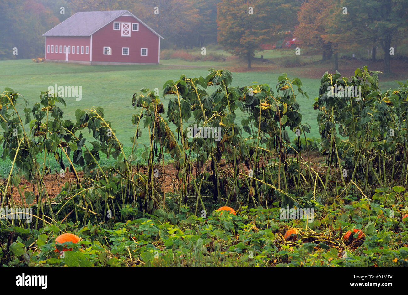 Pumpkin patch and red barn in fall near Woodstock, Vermont, USA Stock ...