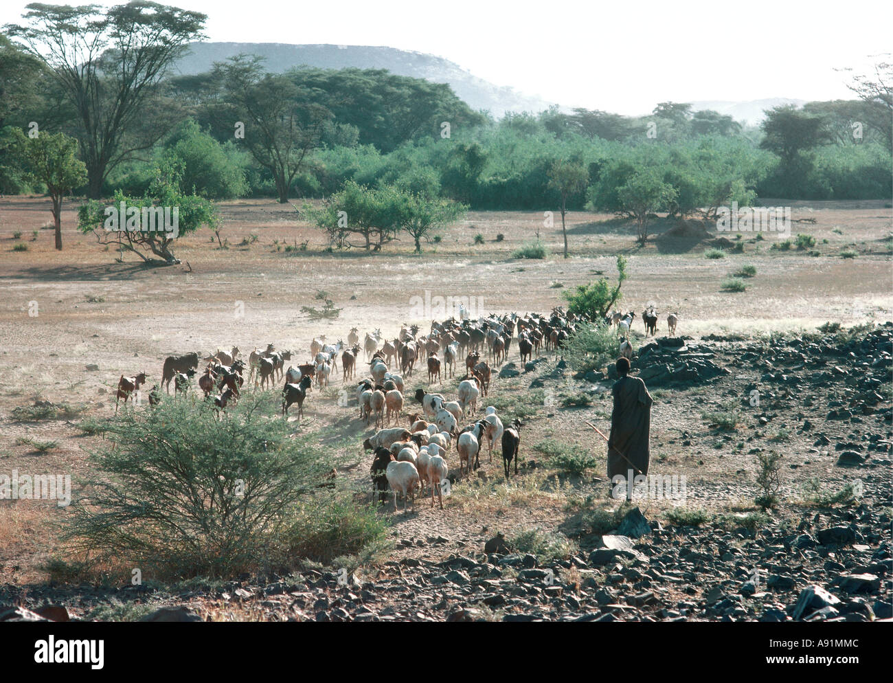 Turkana man with a herd of goats Lokori northern Kenya East Africa ...