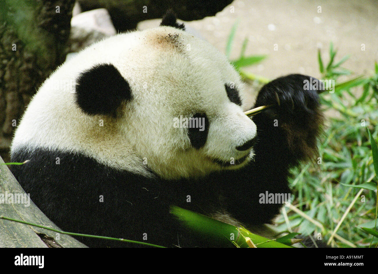 Close-up portrait of a Giant Panda Bear Stock Photo - Alamy