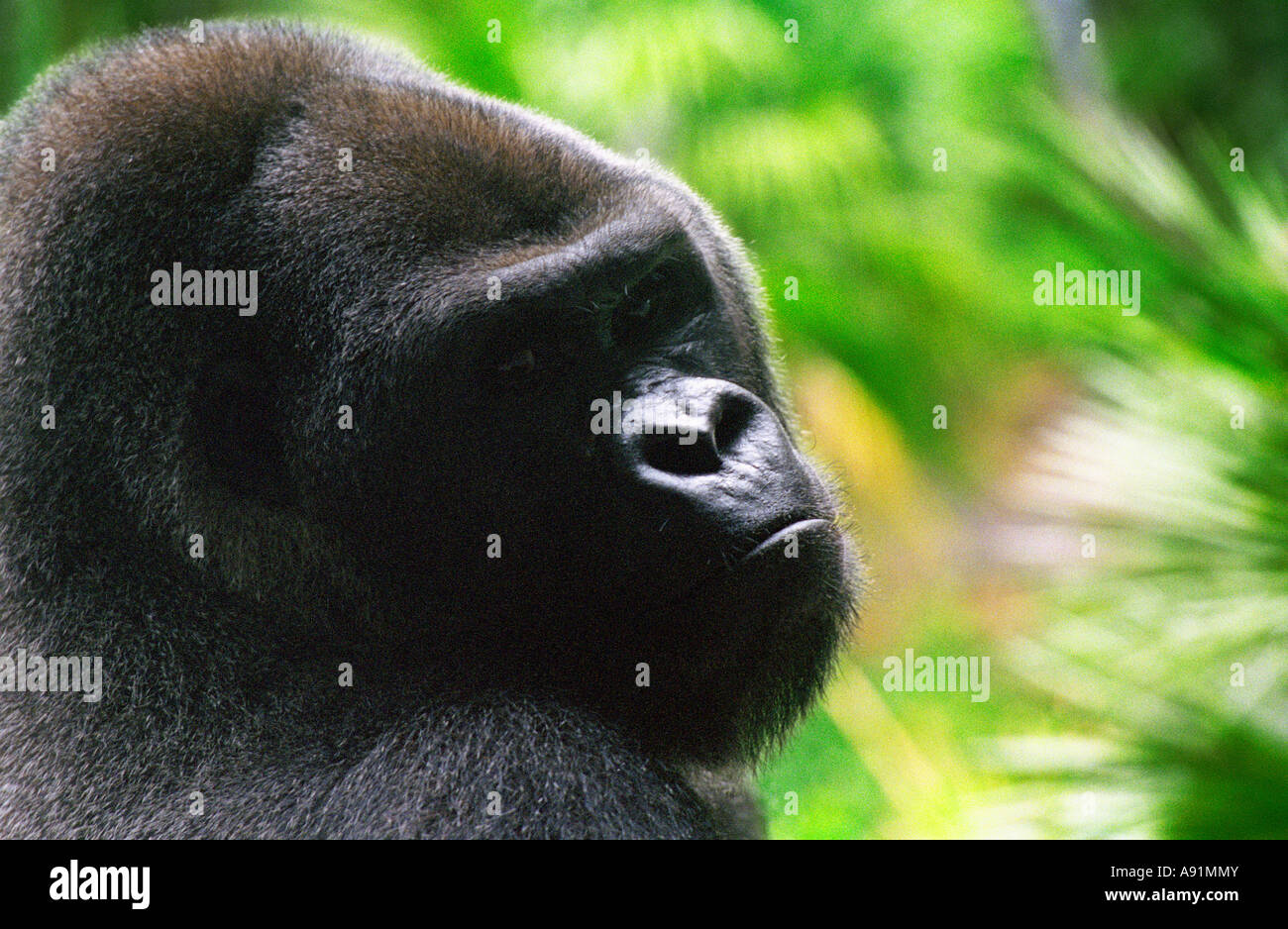 Close-up Portrait of a Gorilla's face Stock Photo - Alamy