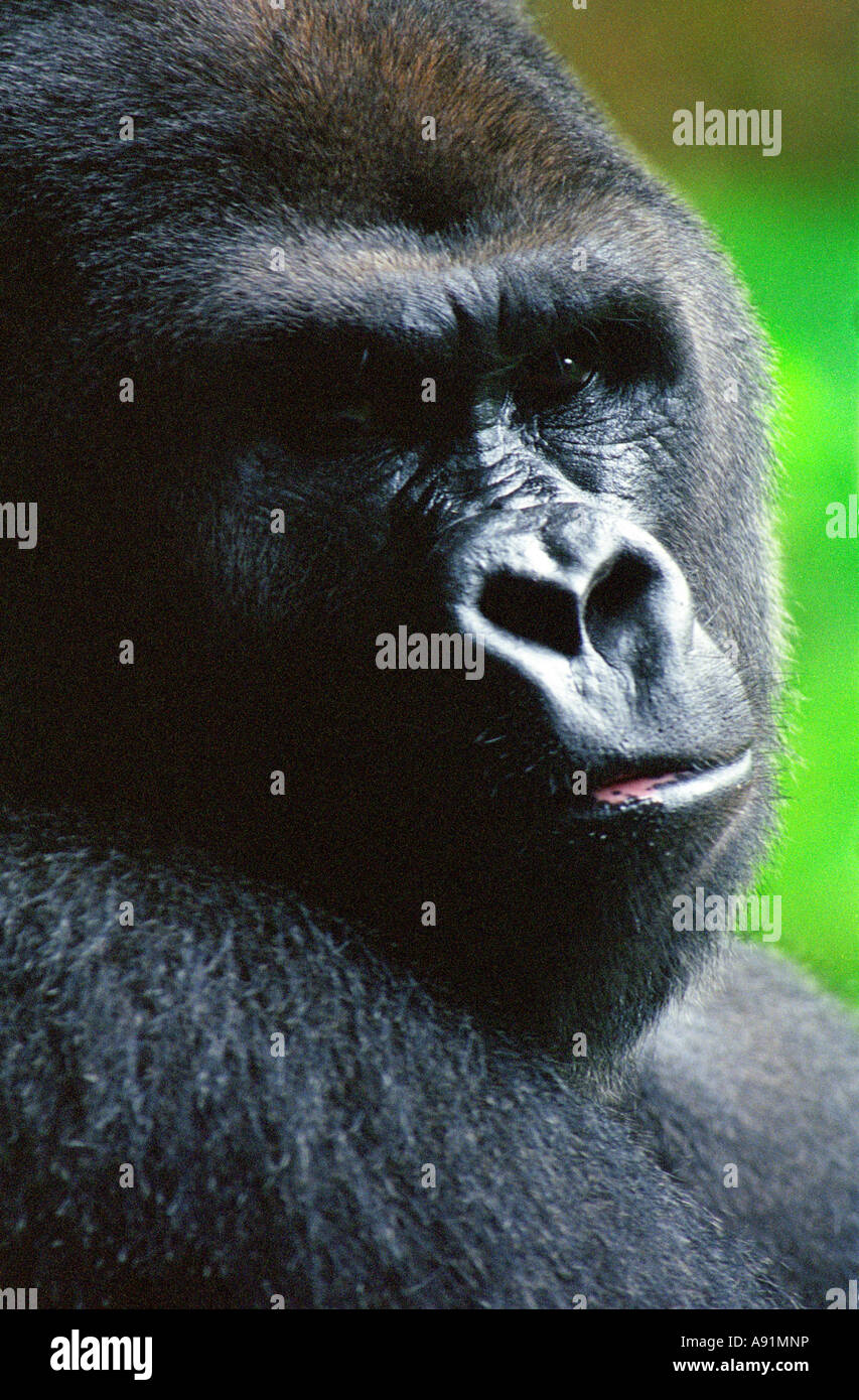 Close-up Portrait of a Gorilla's face Stock Photo - Alamy