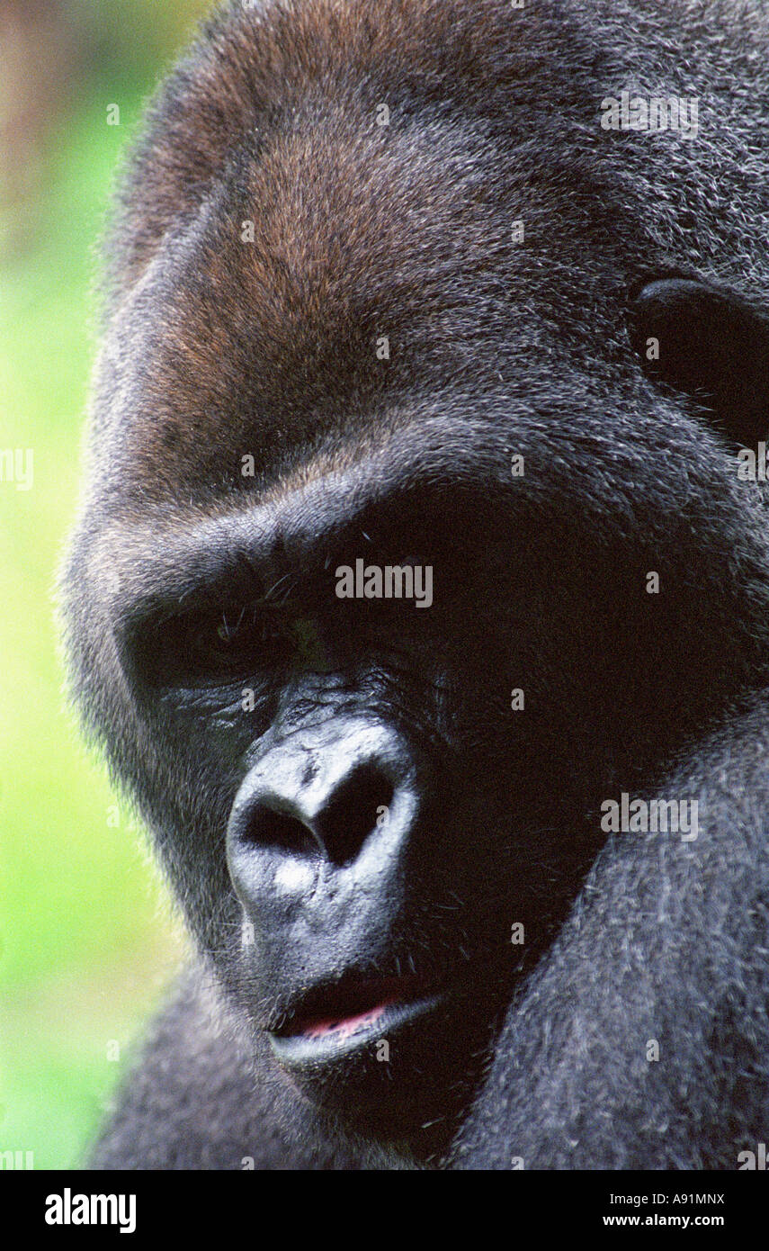 Close-up Portrait of a Gorilla's face Stock Photo - Alamy