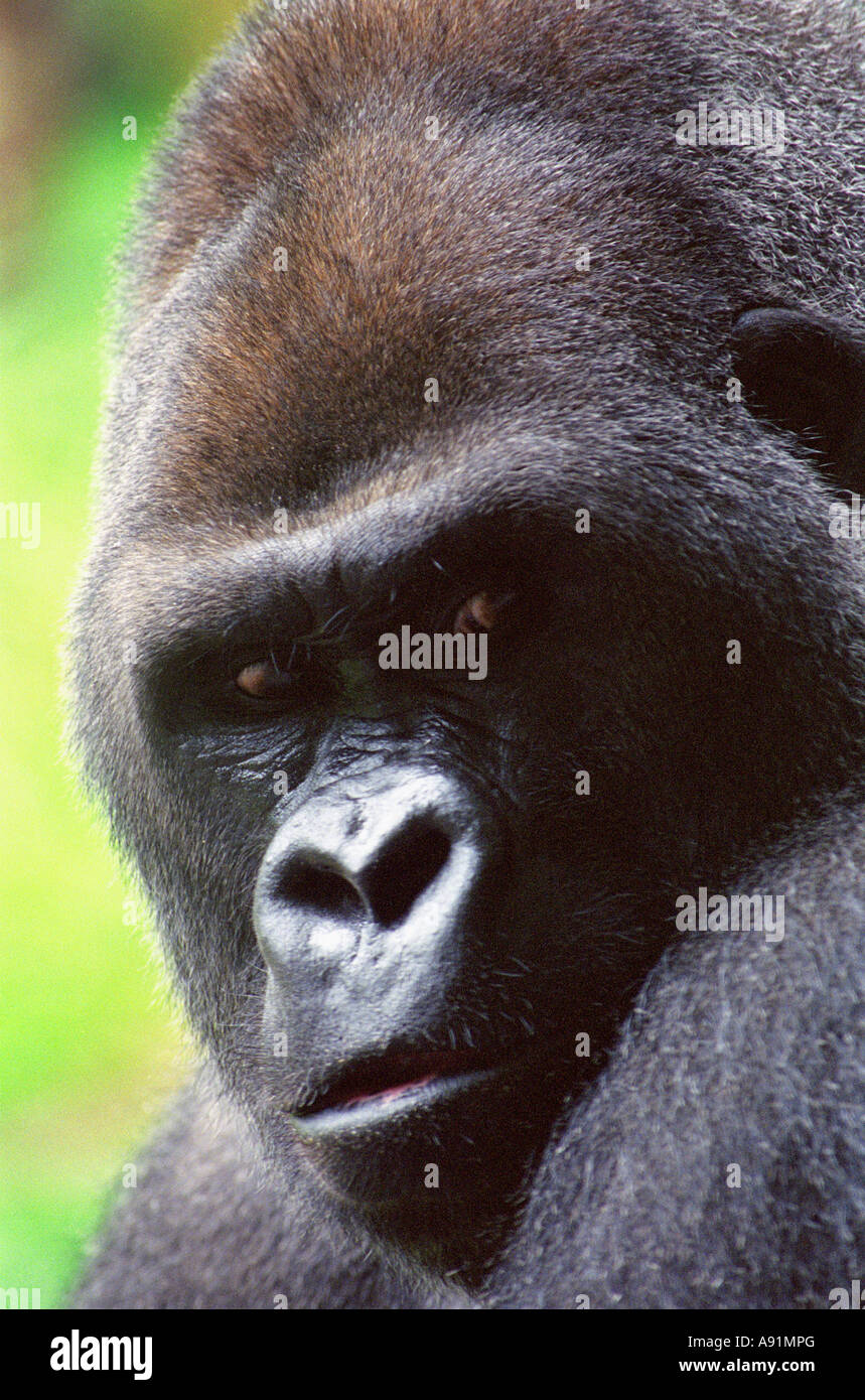 Close-up Portrait of a Gorilla's face Stock Photo - Alamy