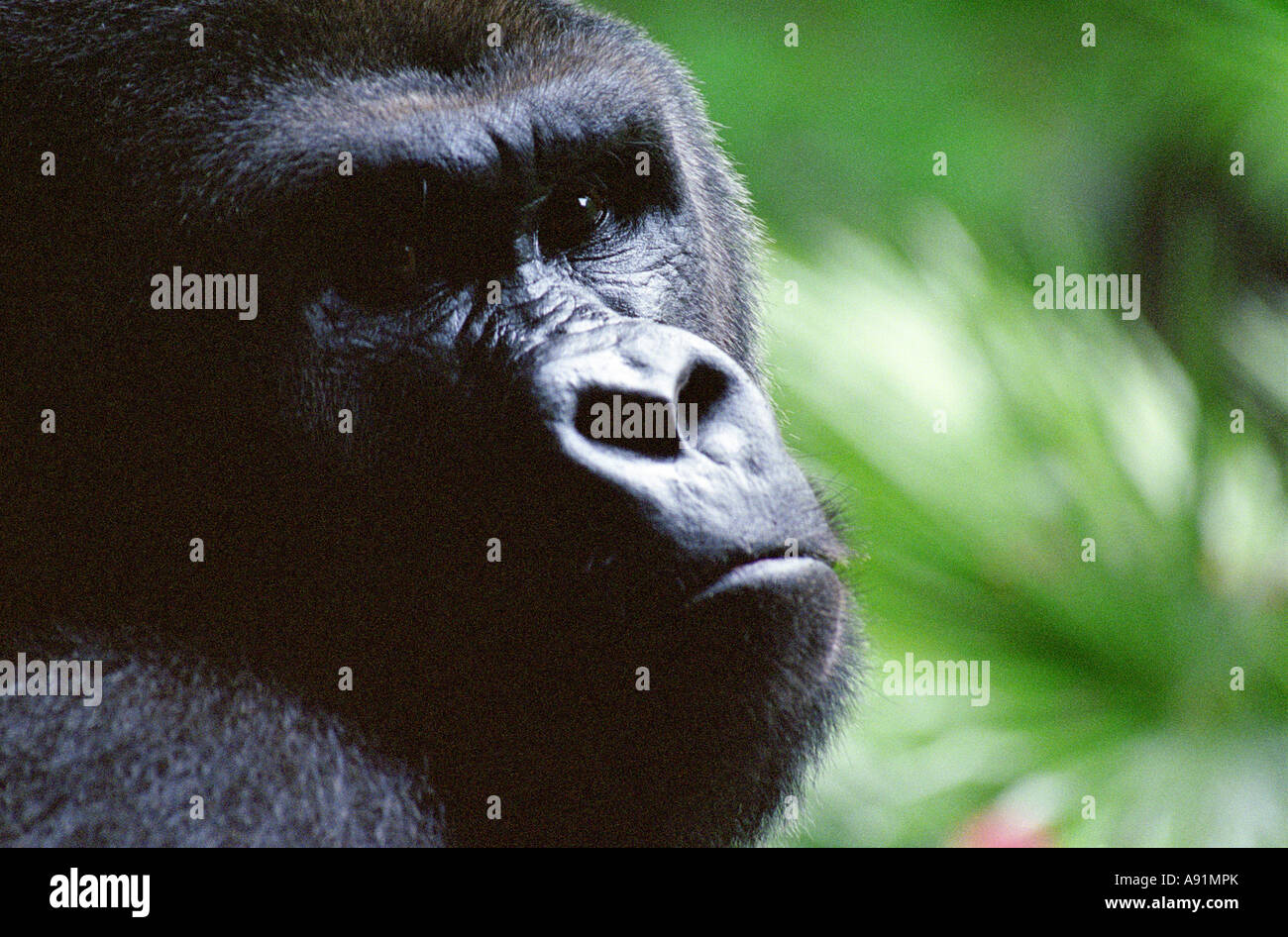 Close-up Portrait of a Gorilla's face Stock Photo - Alamy