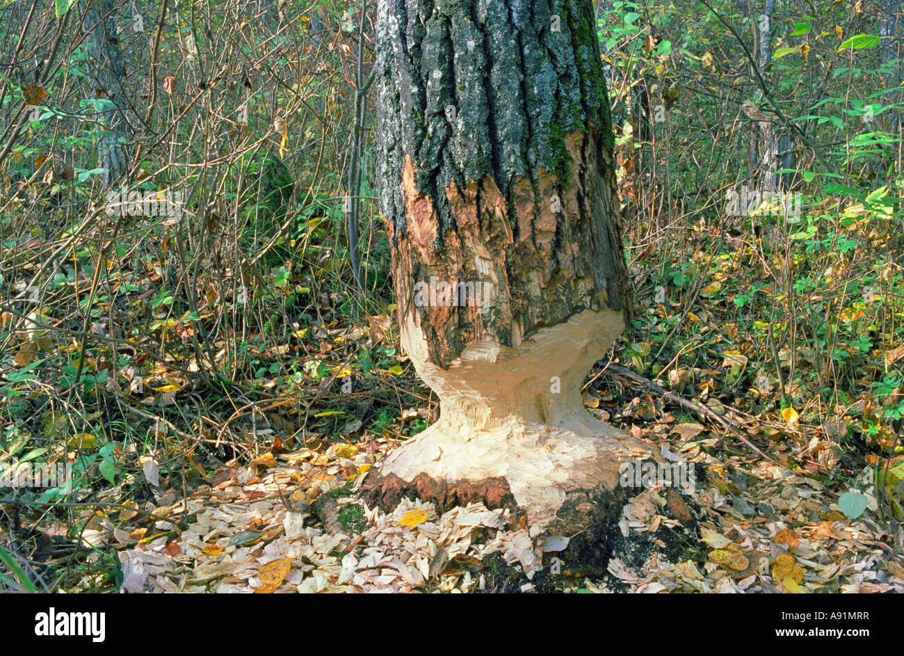 Tree trunk cut by a Beaver, Alberta, Canada Stock Photo - Alamy