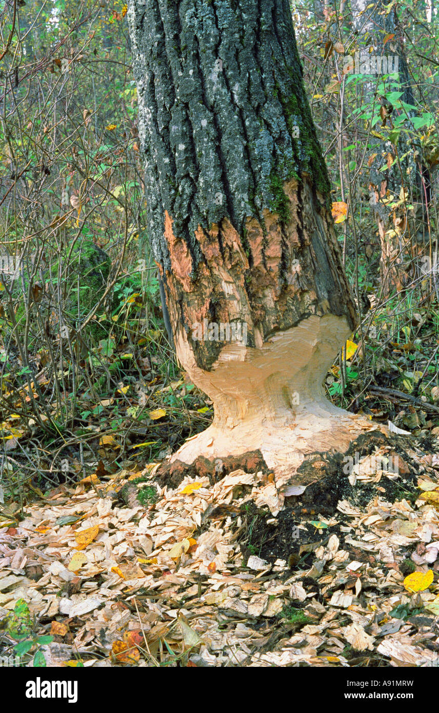Canada beaver dam hi-res stock photography and images - Alamy