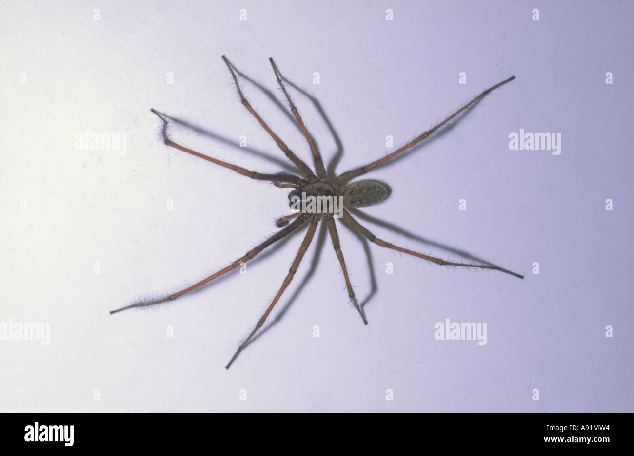Domestic house spiders hi-res stock photography and images - Alamy