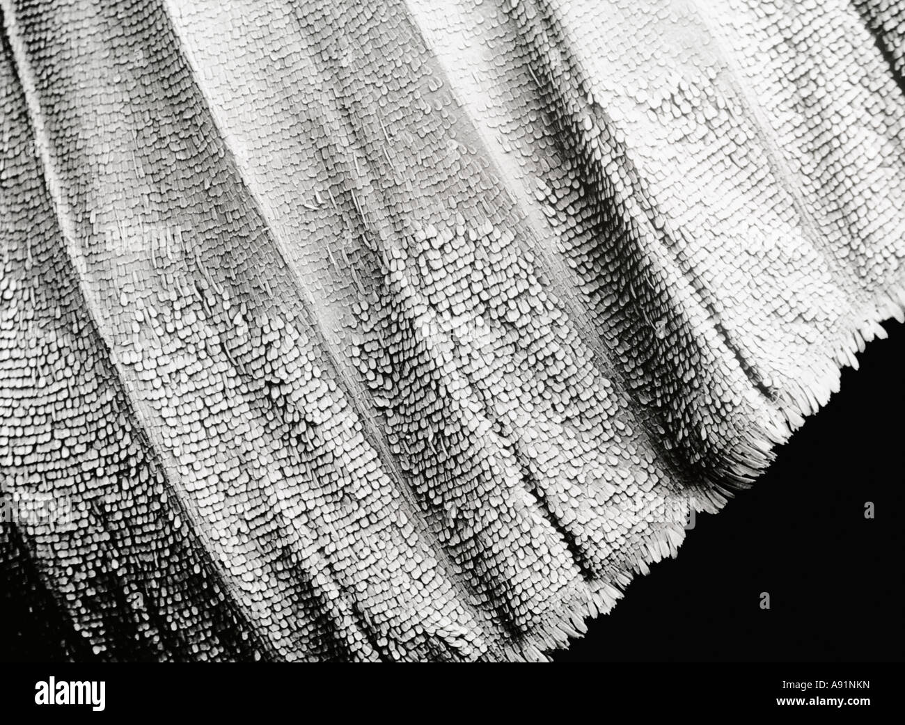 Insect wing microscope hi-res stock photography and images - Alamy