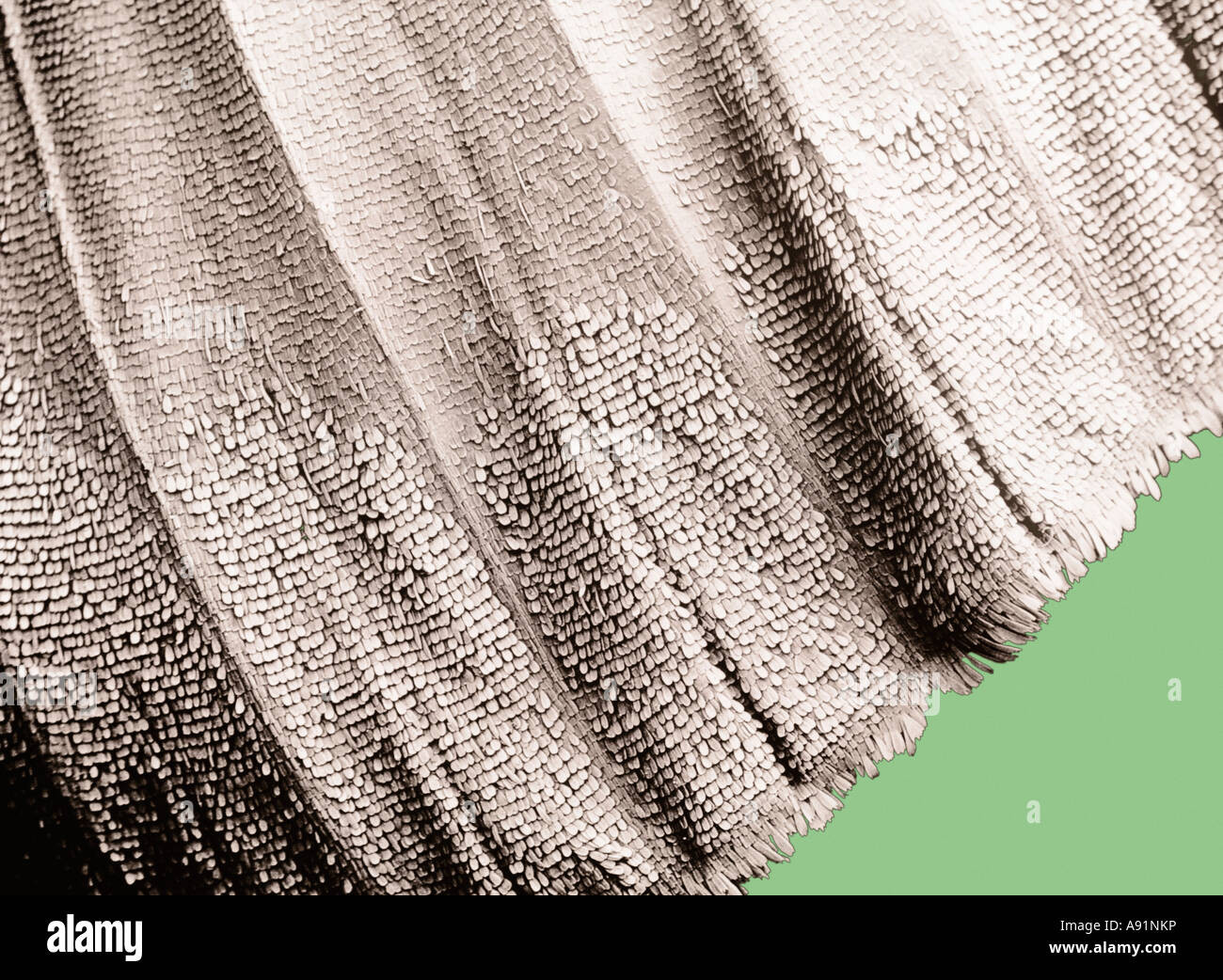 Scanning Electron Microscope image of a Butterfly Wing magnified ...