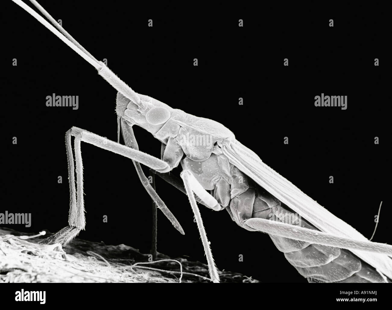 Scanning Electron Microscope image of a Plant Bug magnified ...