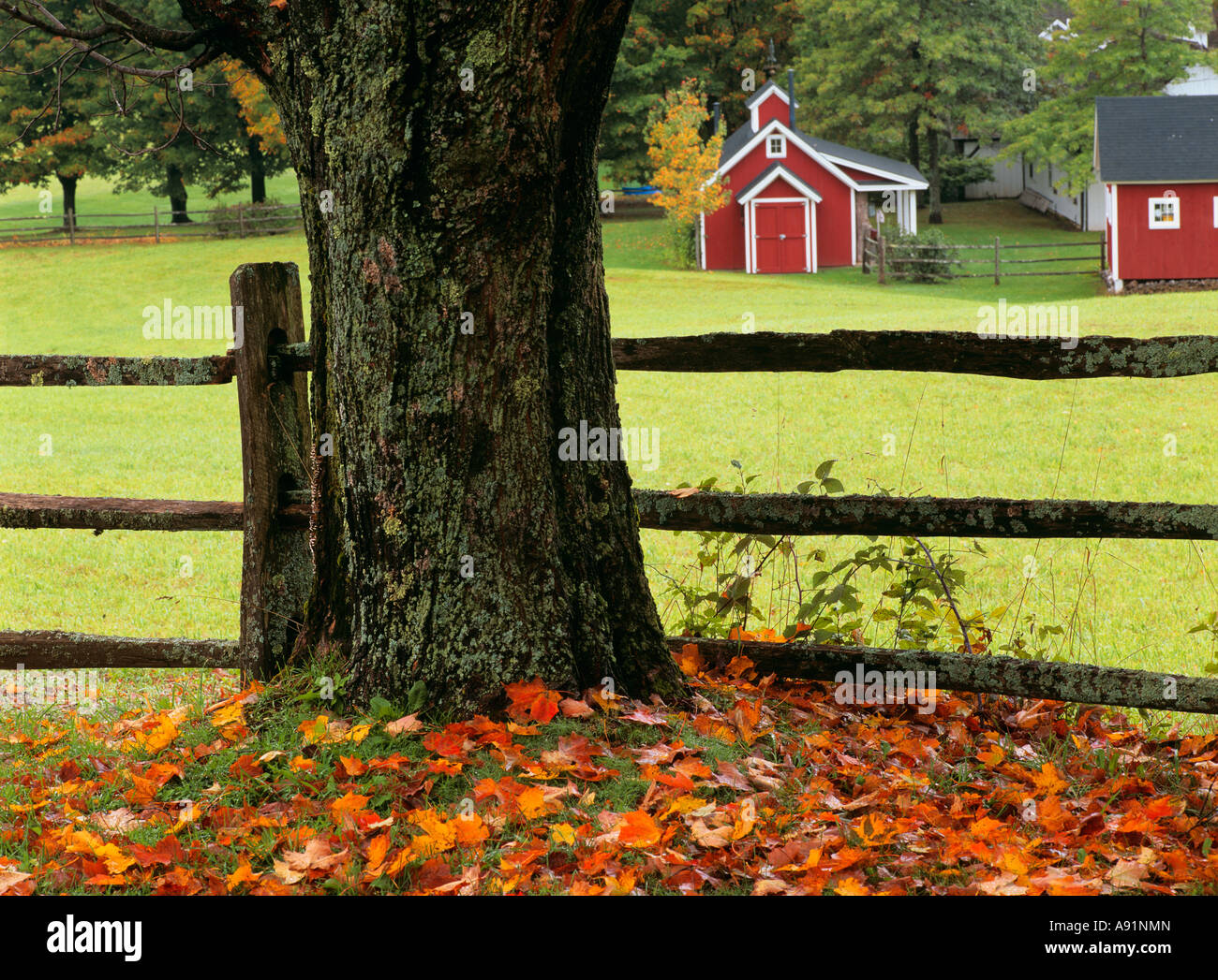 Farm and Maple Tree in Fall, near Woodstock, Vermont, U.S.A Stock Photo ...