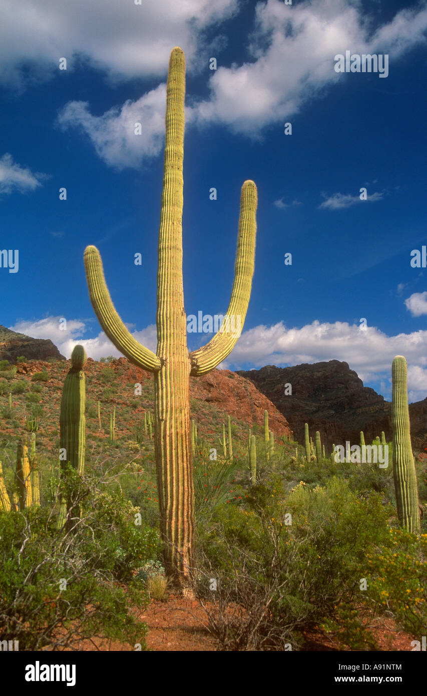 Saquaro Cactus, Organ Pipe Cactus National Monument, Arizona, U.S.A ...