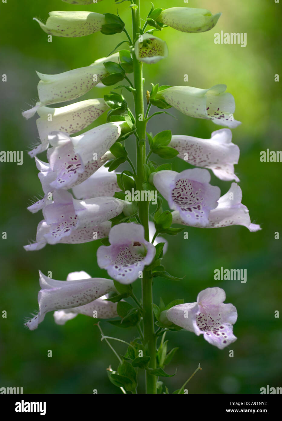Digitalis camelot lavender hi-res stock photography and images - Alamy