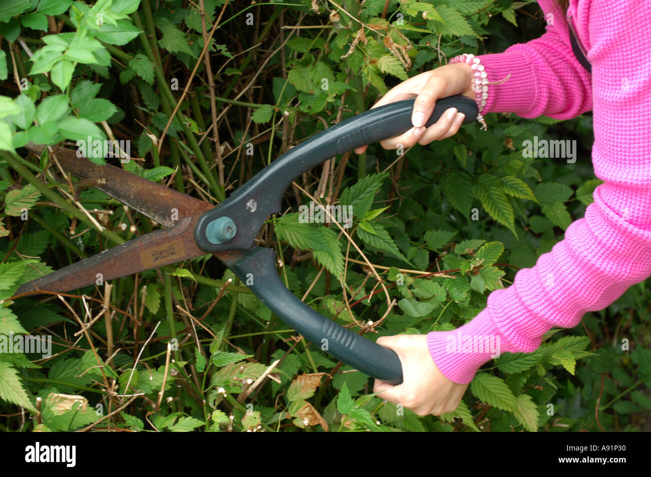 Young woman hedge trimming Stock Photo - Alamy