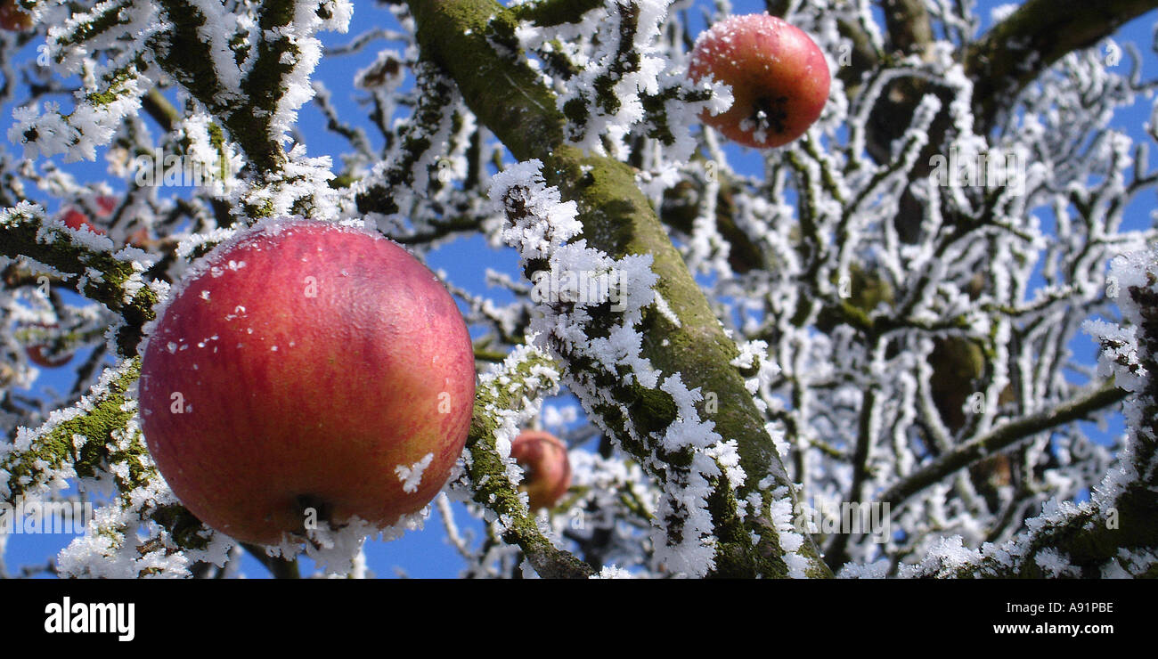 frozen apples on a tree gefrohrene Äpfel an einem Baum Stock Photo - Alamy