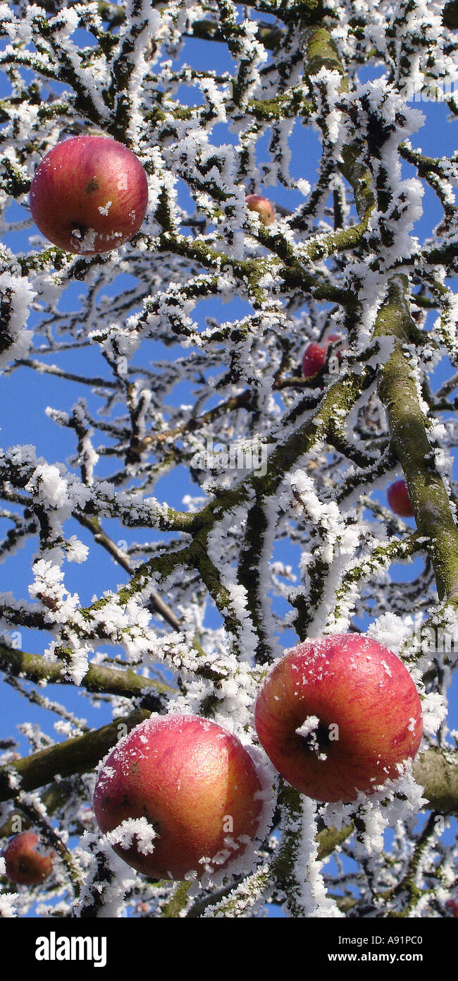 frozen apples on a tree gefrohrene Äpfel an einem Baum Stock Photo - Alamy
