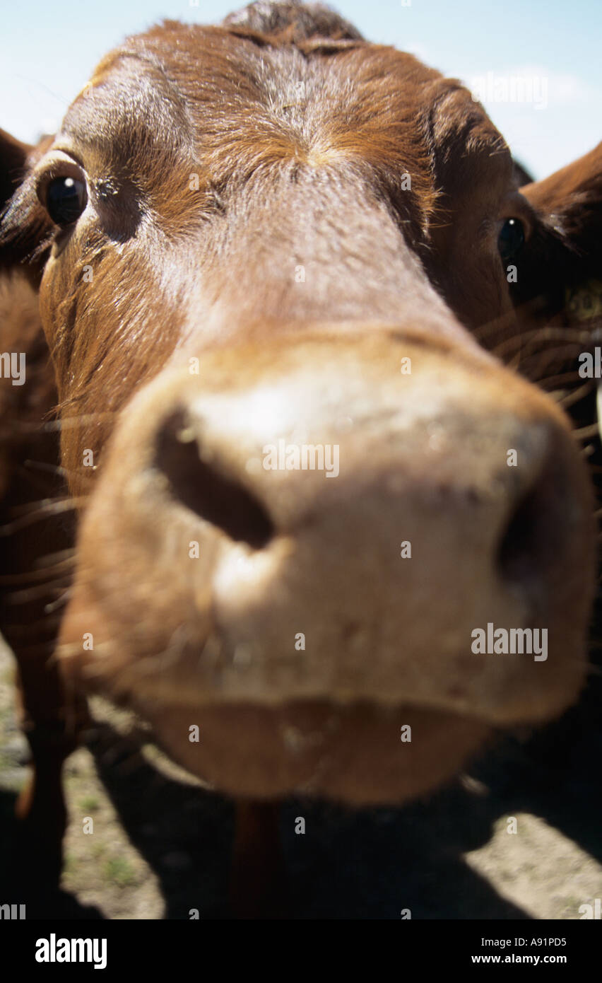 Bluetongue cow hi-res stock photography and images - Alamy