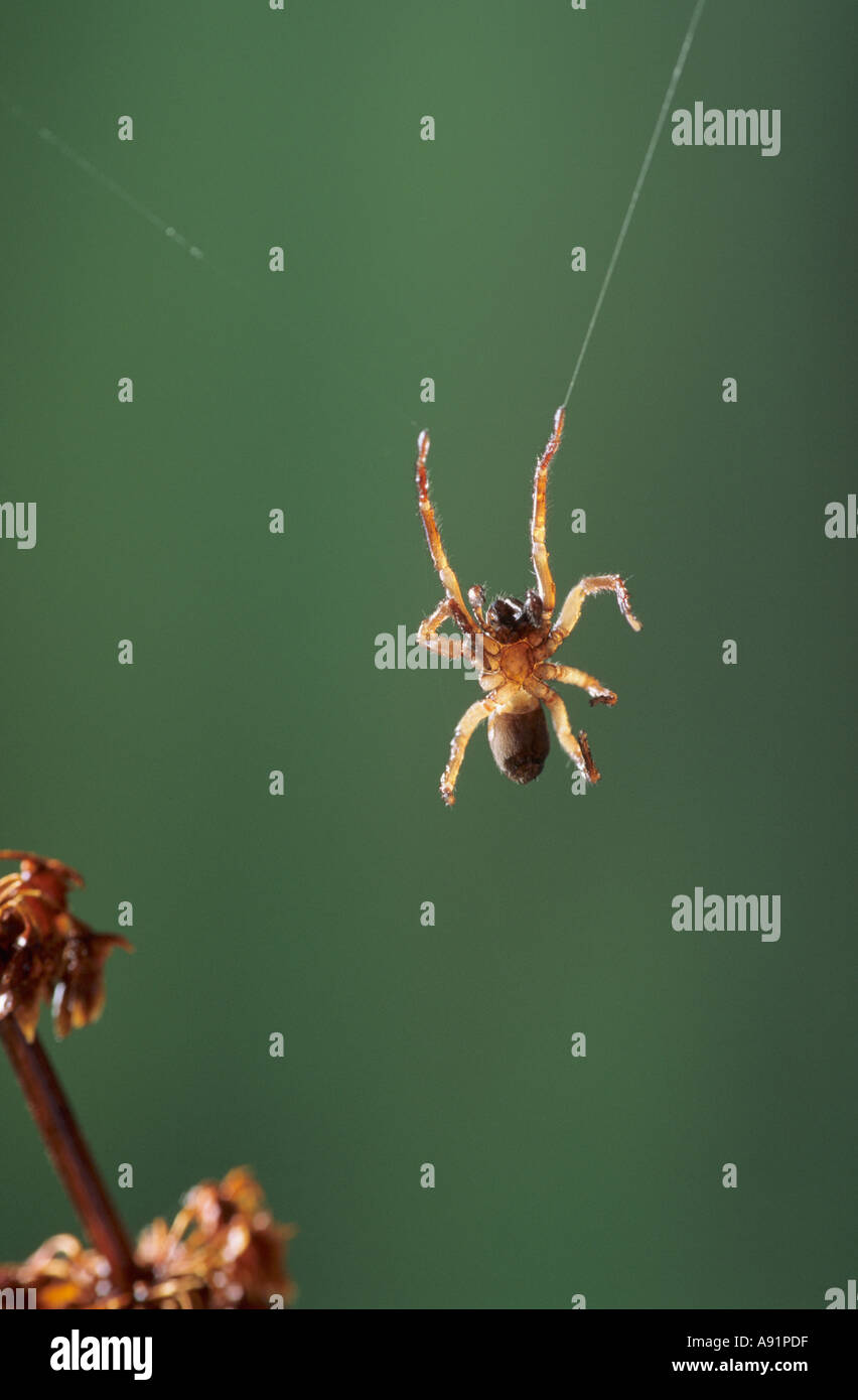 Spider hanging by a thread Stock Photo - Alamy