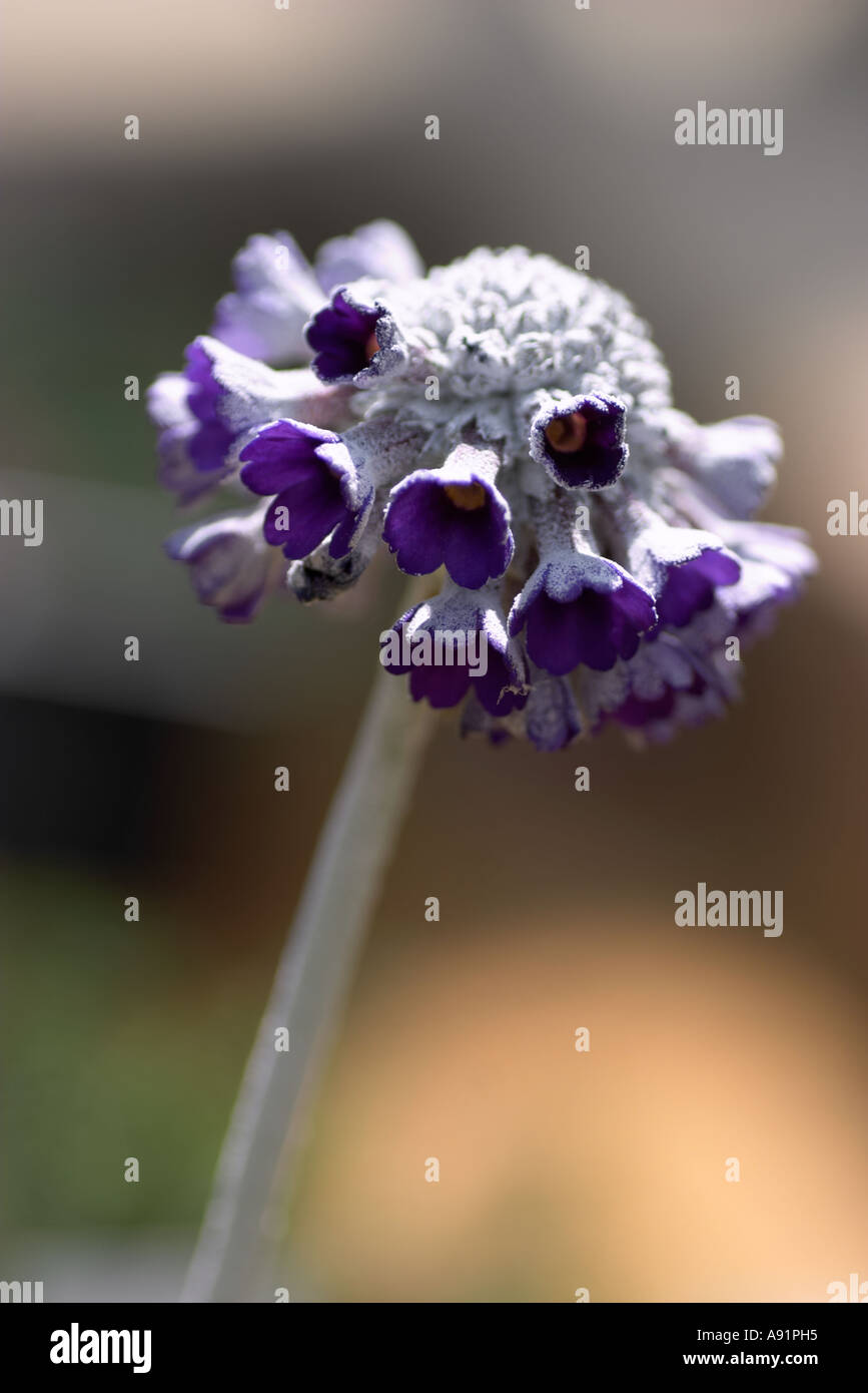Primula capitata ssp Morlana Stock Photo - Alamy