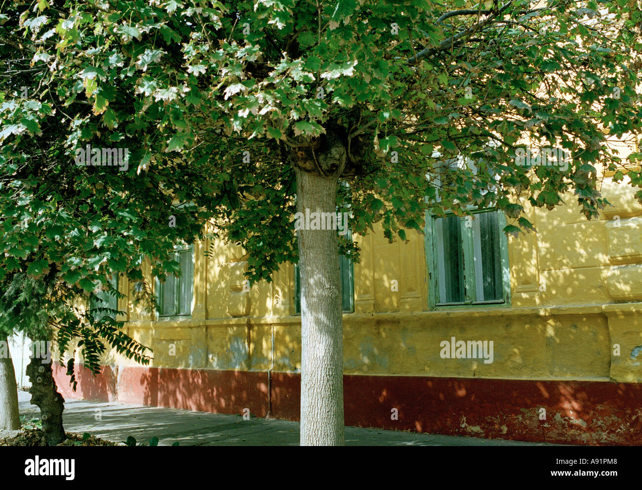 Shady residential street in hi-res stock photography and images - Alamy