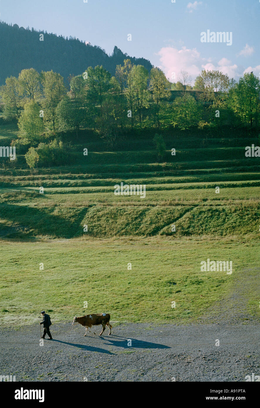 Man leading cow hi-res stock photography and images - Alamy