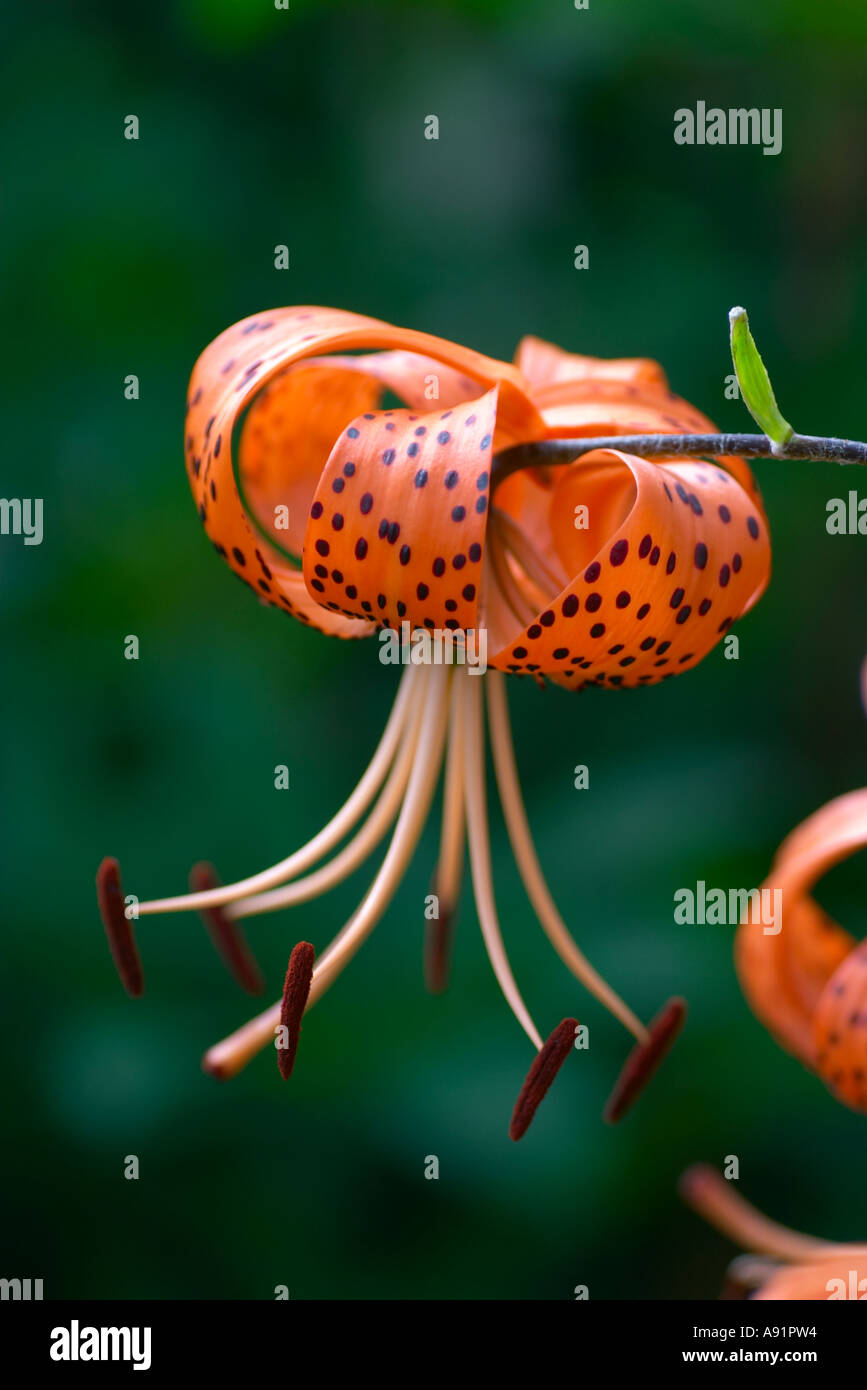 Lilium lancifolium splendens hi-res stock photography and images - Alamy