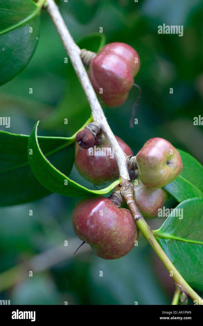 Camellia japonica Apollo fruit Stock Photo - Alamy