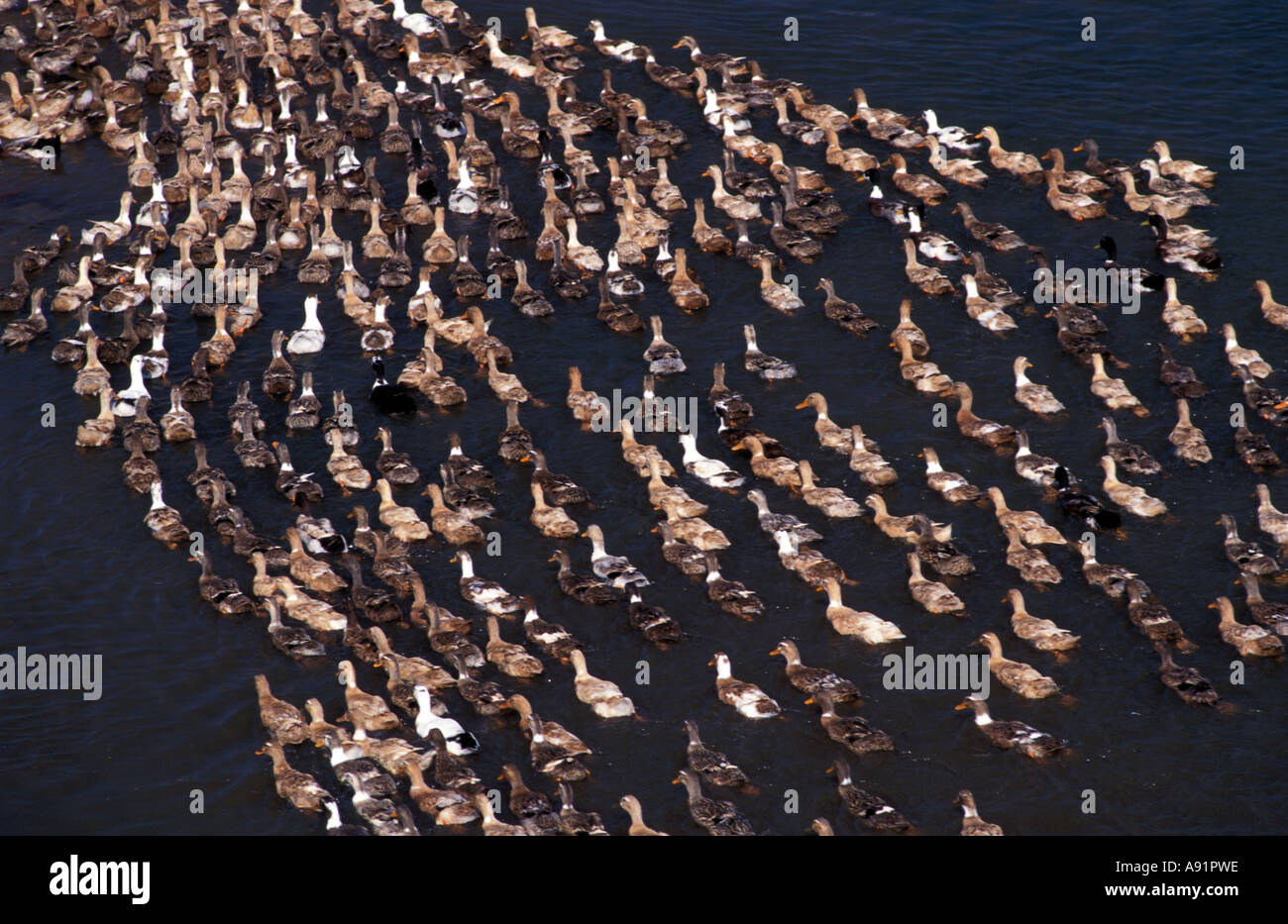 Duck herd india hi-res stock photography and images - Alamy