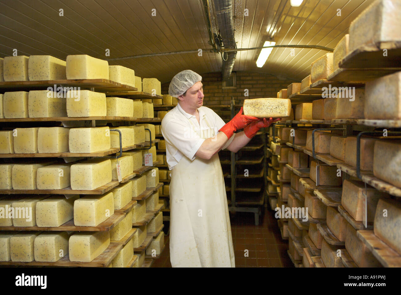 The maturity cellar of the cheese dairy Controls by feel and view and ...