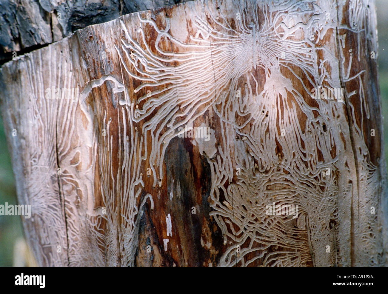 bark beetle damage to a tree Stock Photo - Alamy