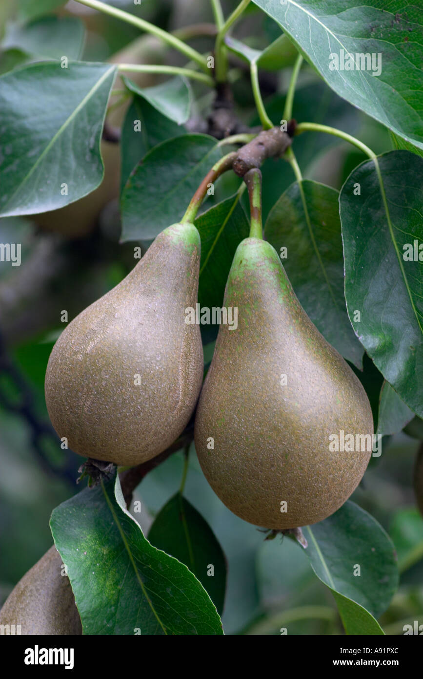 Pear doyenne hi-res stock photography and images - Alamy