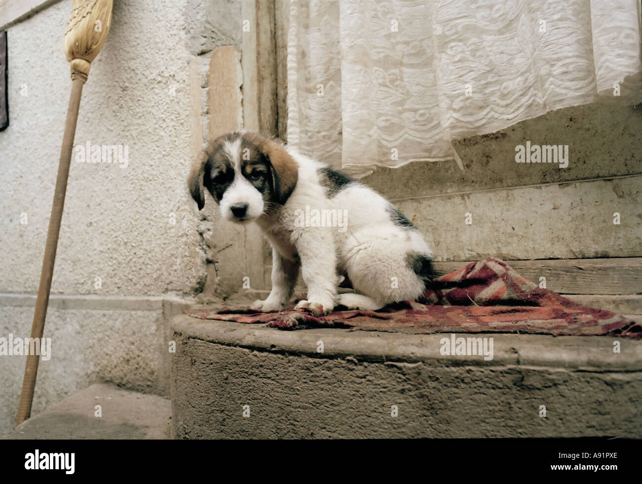 Hangdog hi-res stock photography and images - Alamy