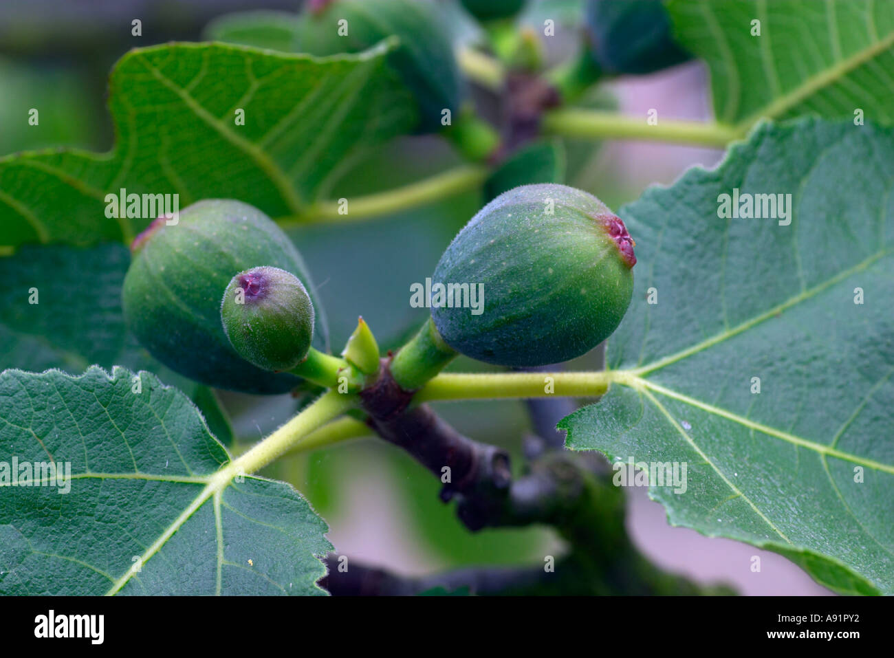 Ficus carica rouge de bordeaux hi-res stock photography and images - Alamy