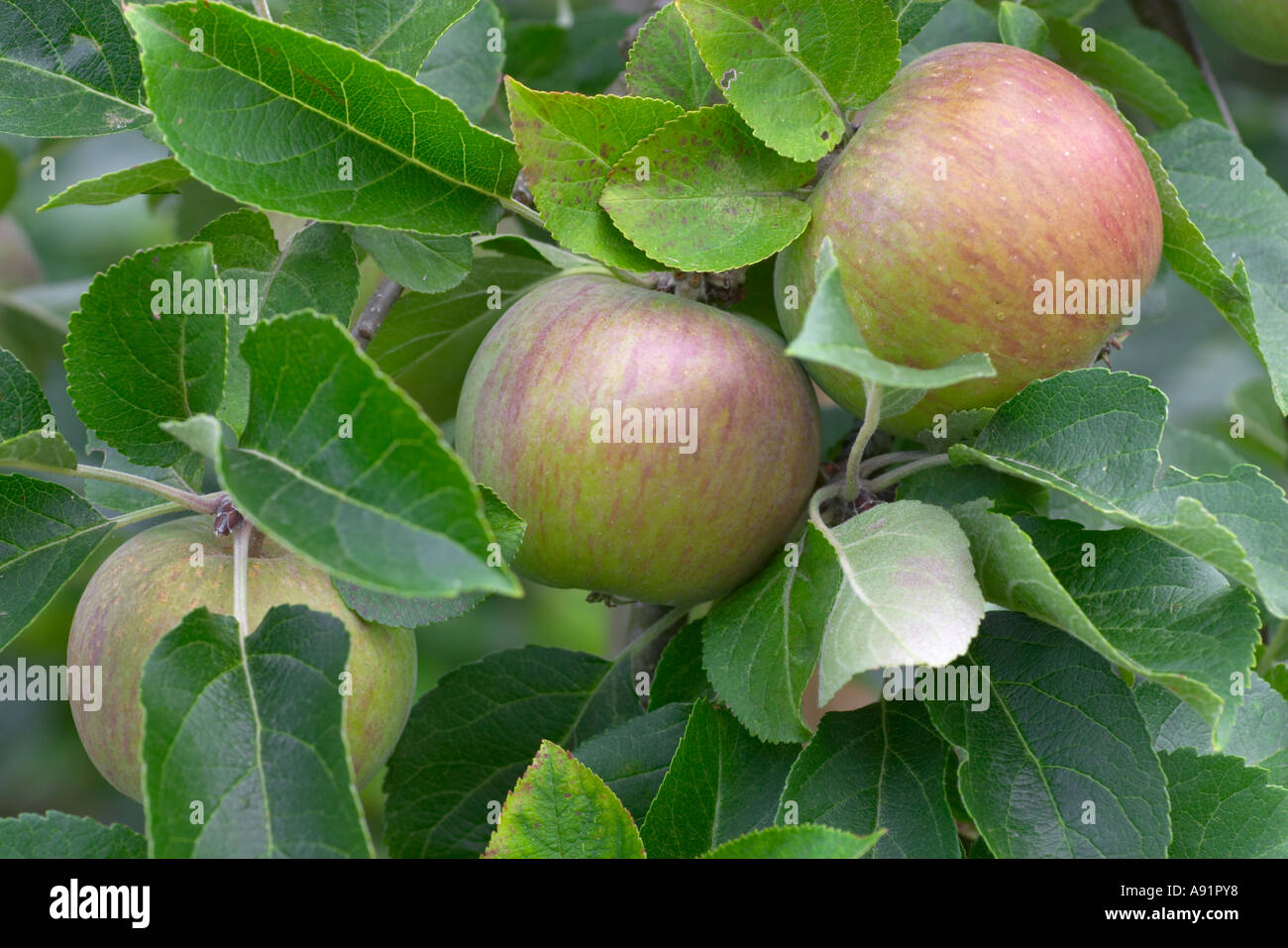 Apple Lord Lambourne Stock Photo - Alamy