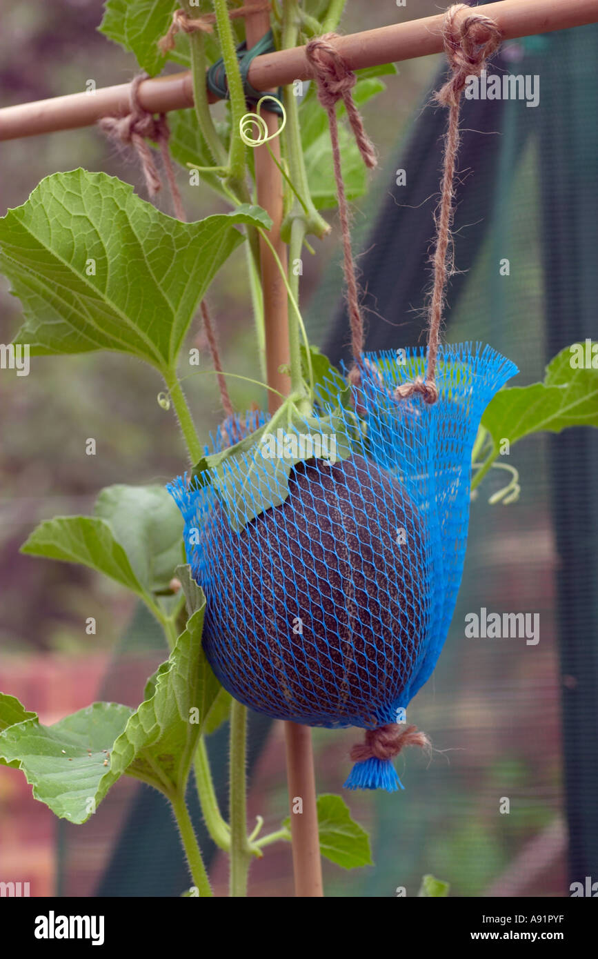How to support melons hi-res stock photography and images - Alamy