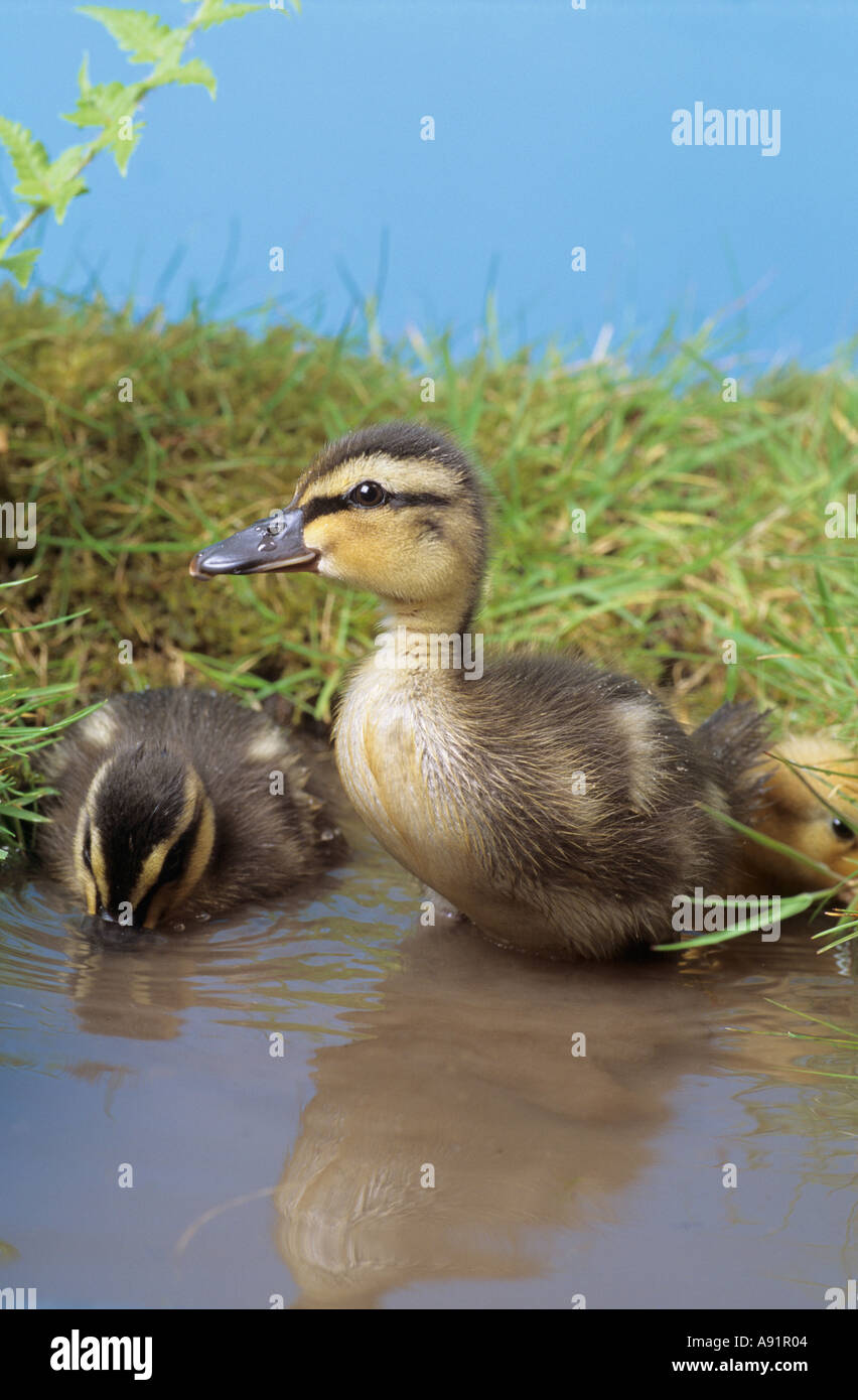 Ducklings in water Stock Photo - Alamy