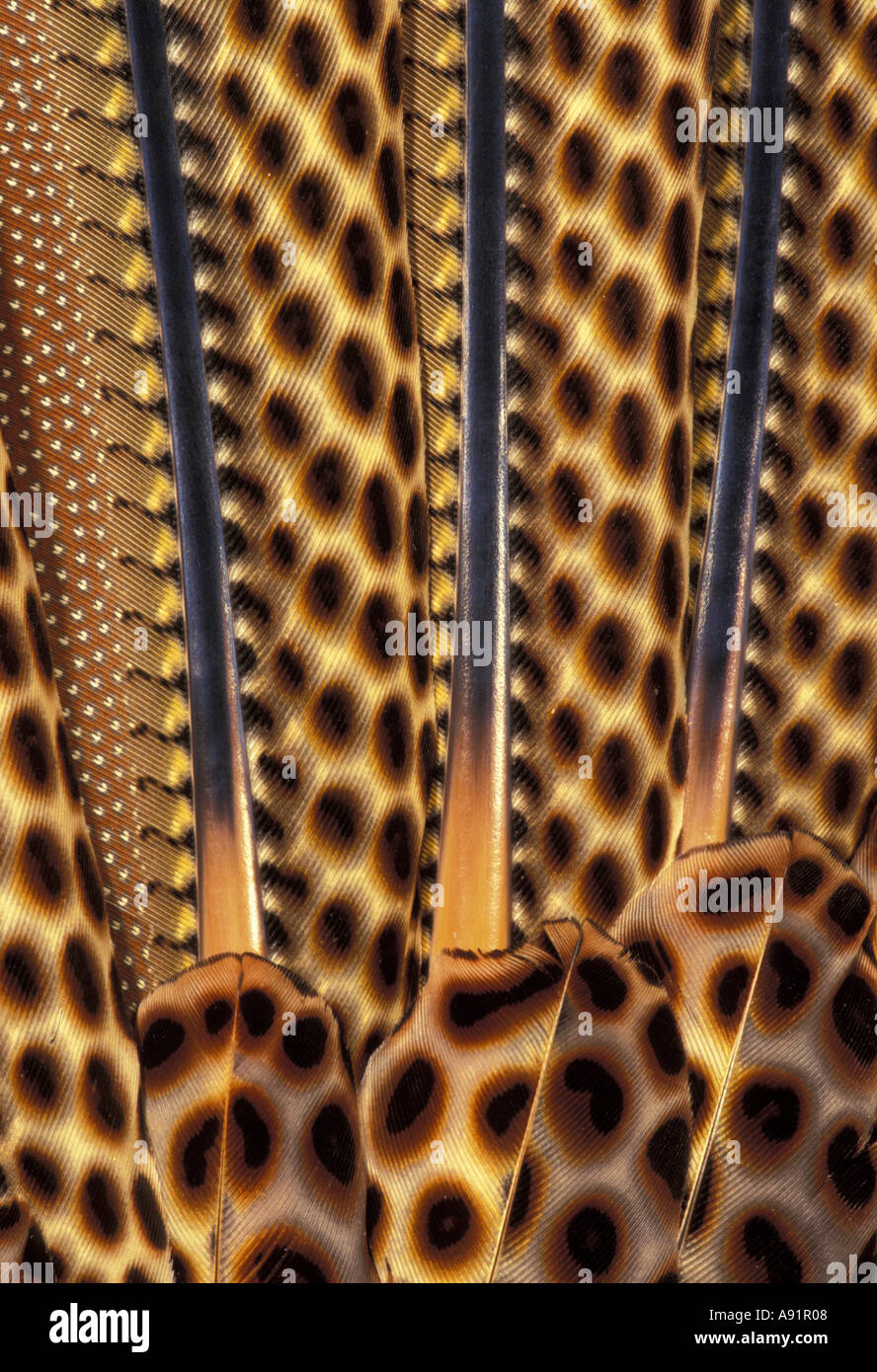 Argus pheasant feather pattern Stock Photo - Alamy