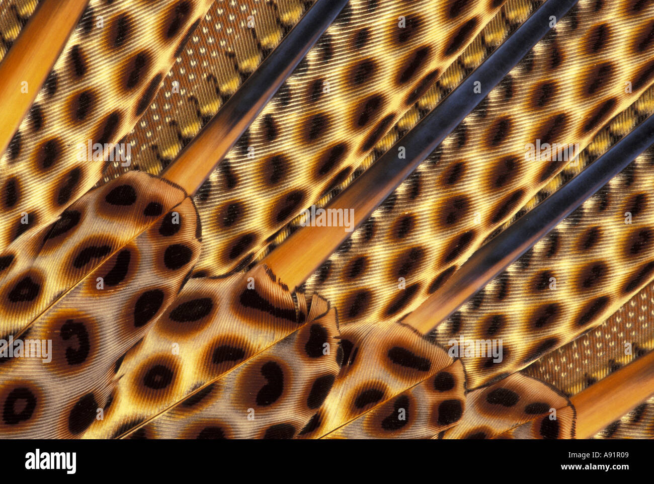 Argus pheasant, lower tailfeather pattern Stock Photo - Alamy