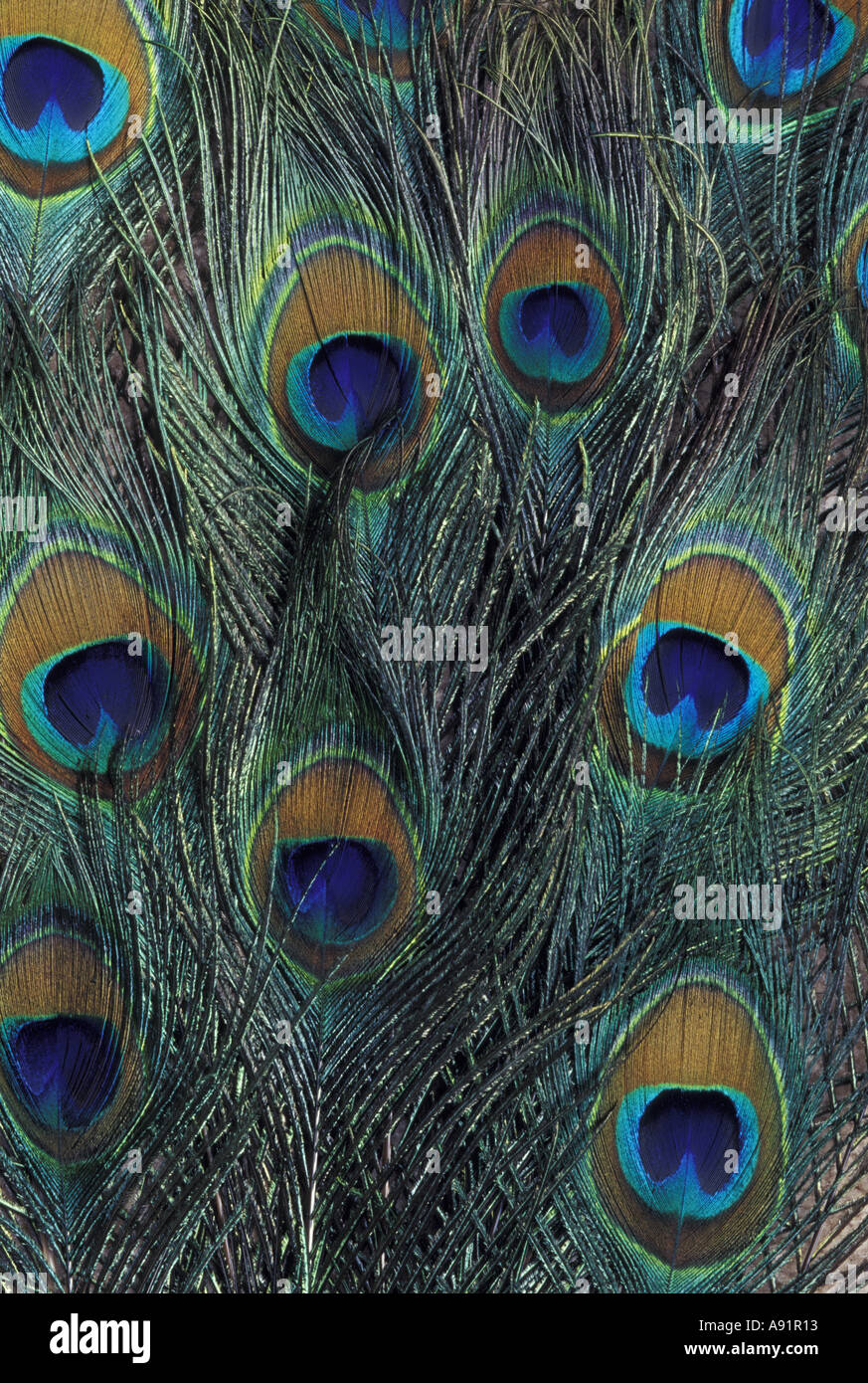 Peacock feather design Stock Photo - Alamy