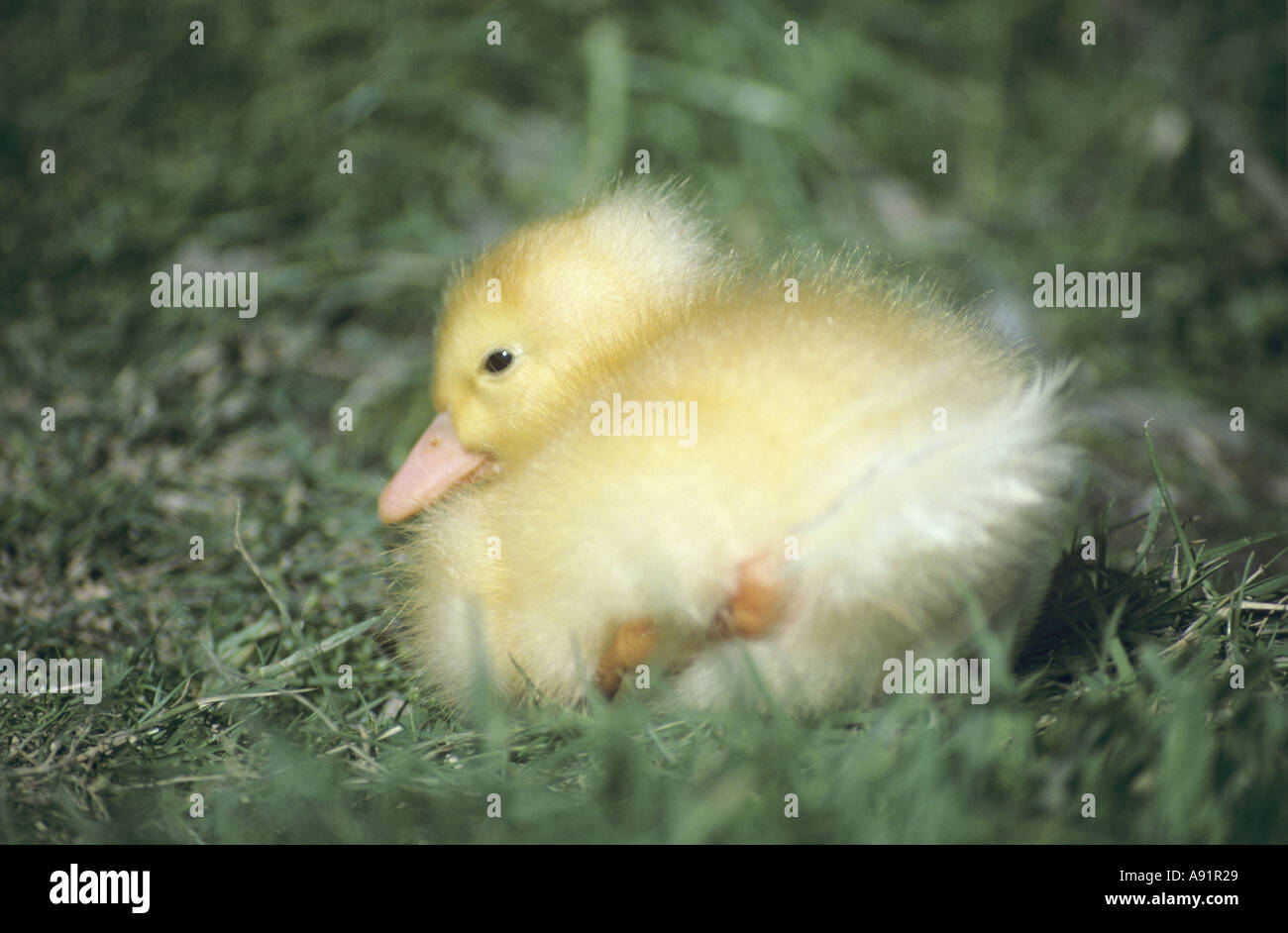 Fluffy yellow duckling Stock Photo - Alamy