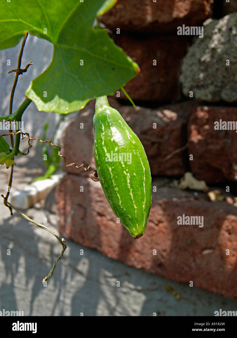 Coccinia grandis, Ivy gourd, Cucurbitaceae Stock Photo - Alamy