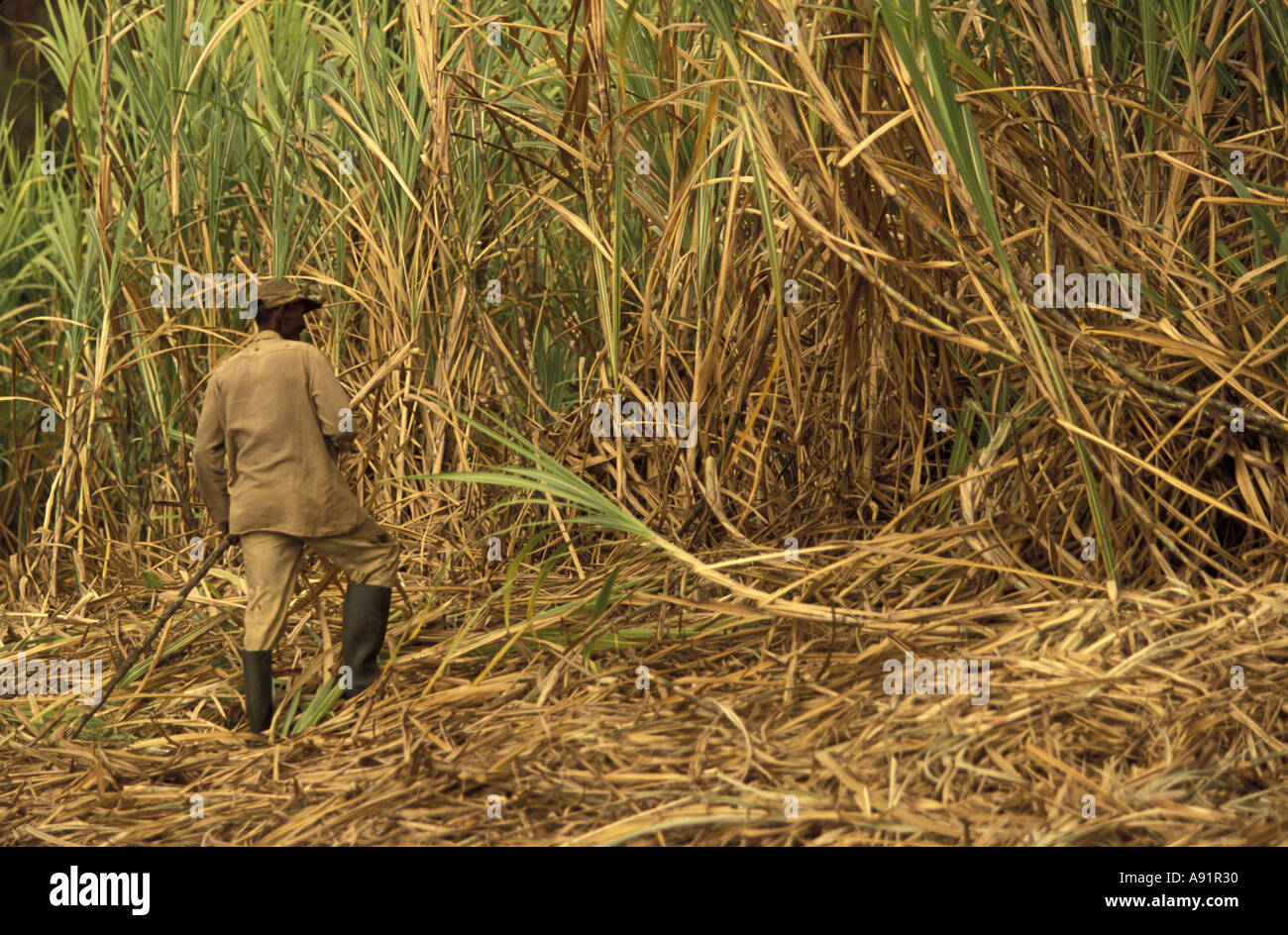 Caribbean, French West Indies, Martinique; La Trinite. Sugar cane ...