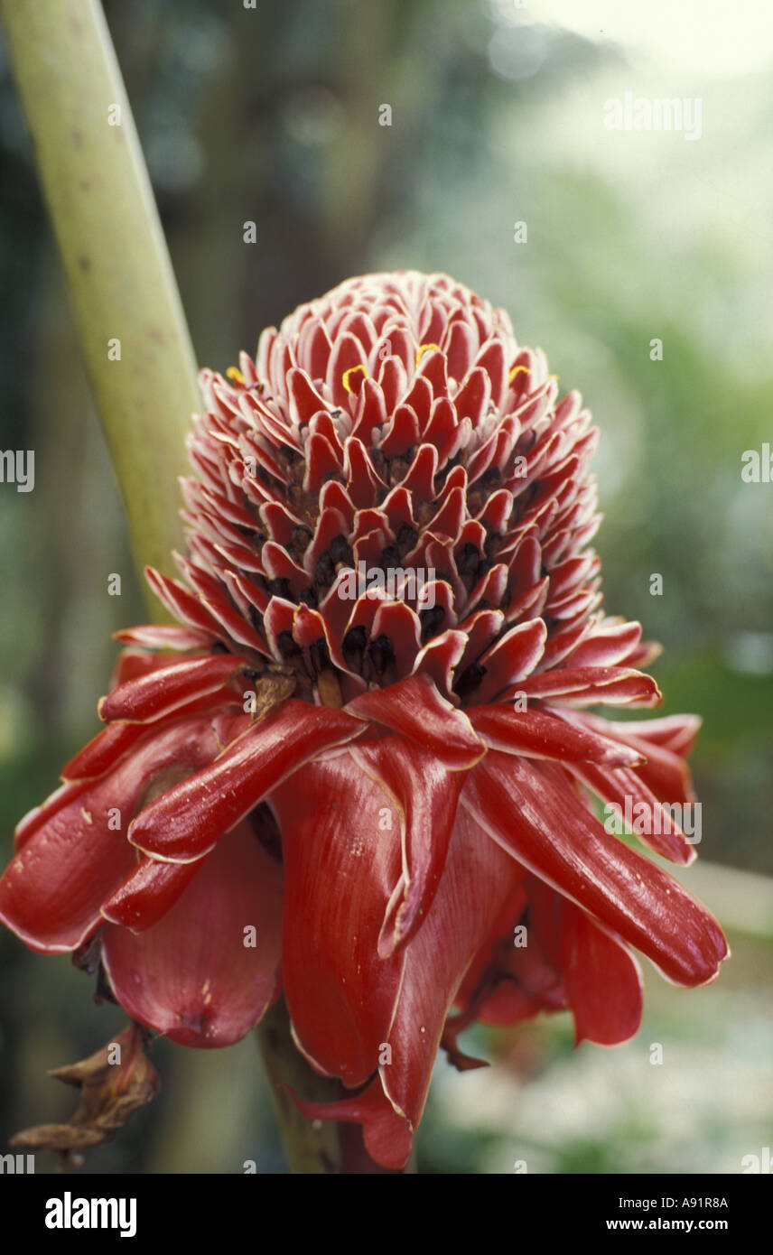 Puerto rico flower hi-res stock photography and images - Alamy