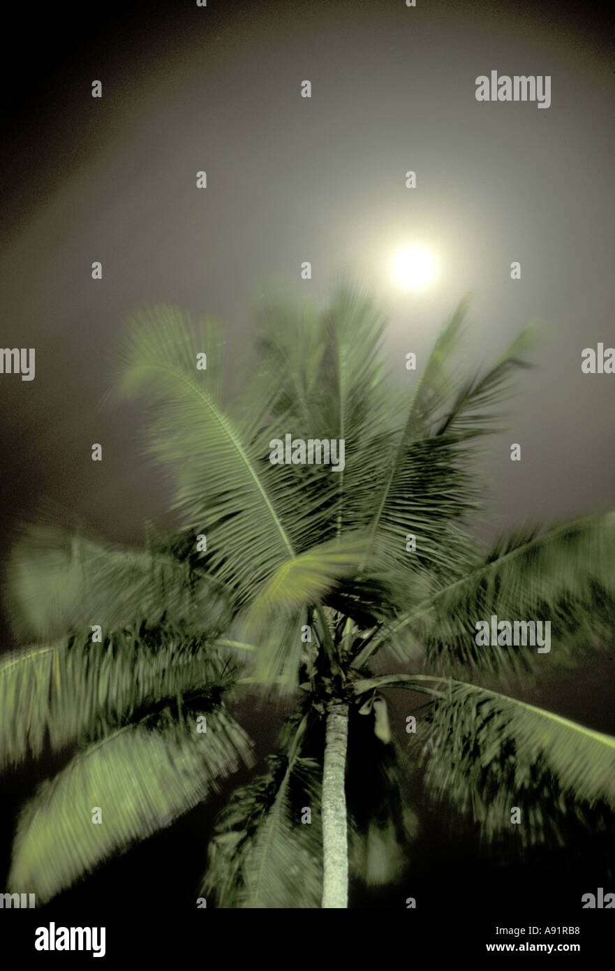 Caribbean, Puerto Rico. Moon over palm tree Stock Photo - Alamy