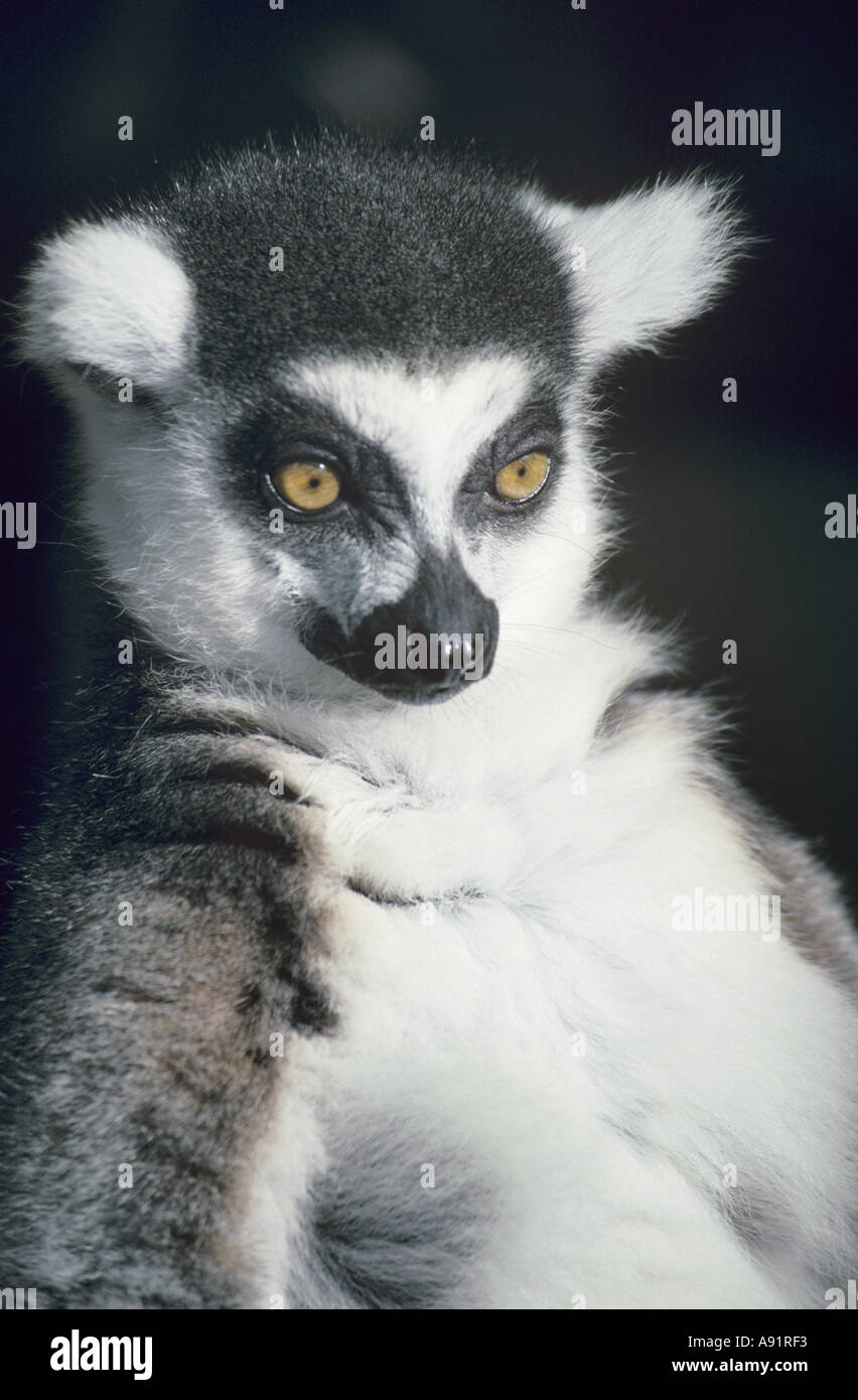 Surprised Lemur High Resolution Stock Photography and Images - Alamy