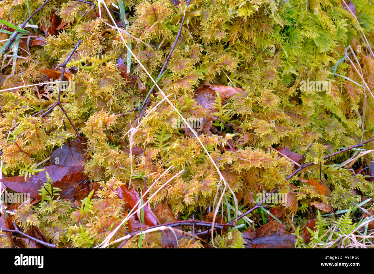 Highland Moss, Scotland, United Kingdom Stock Photo - Alamy