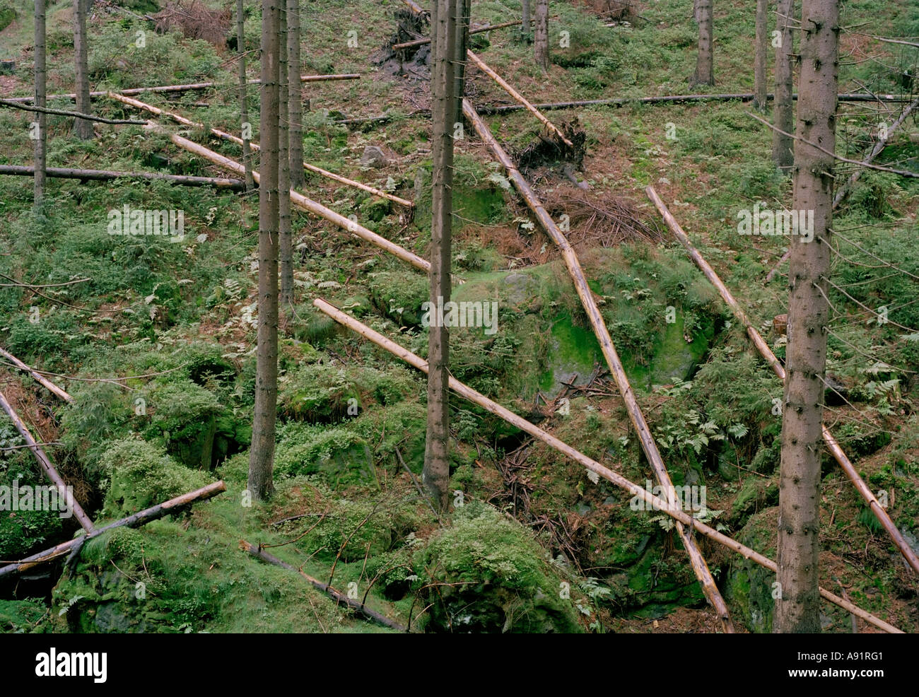 felled trees in plantation Stock Photo - Alamy