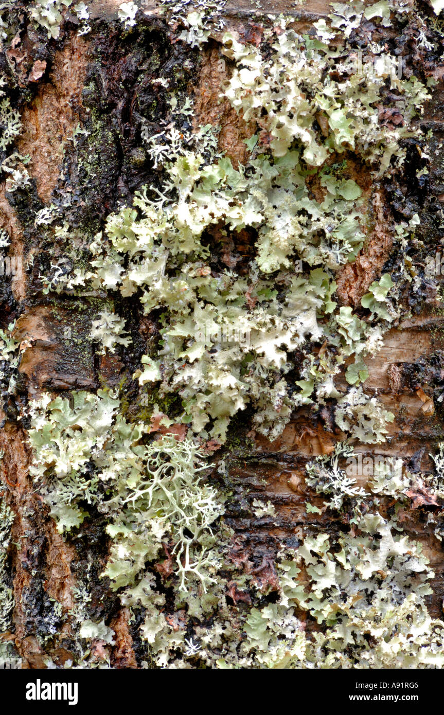Highland Tree Moss, Scotland, United Kingdom Stock Photo - Alamy