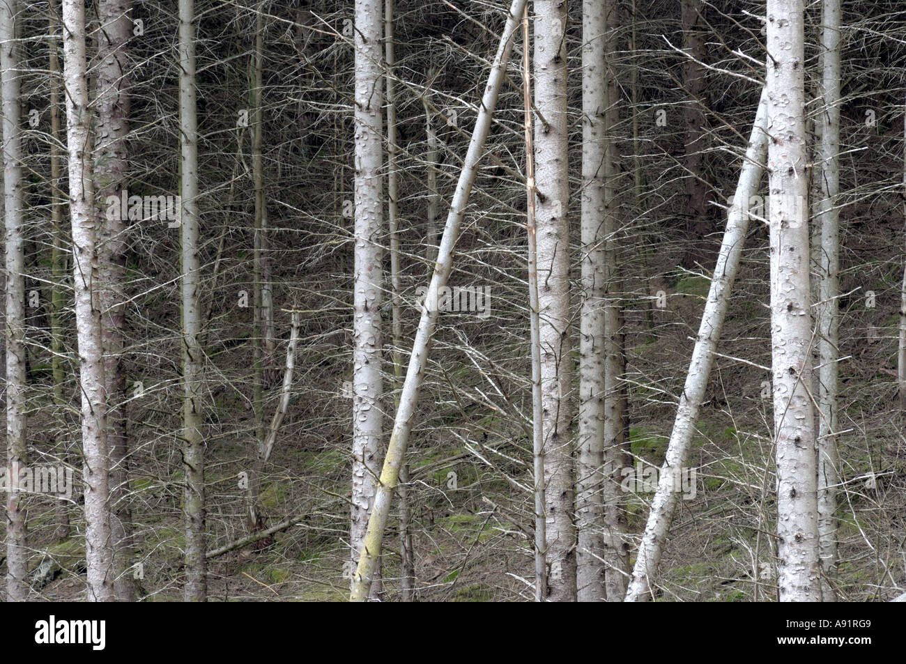 Conifer plantations scotland hi-res stock photography and images - Alamy